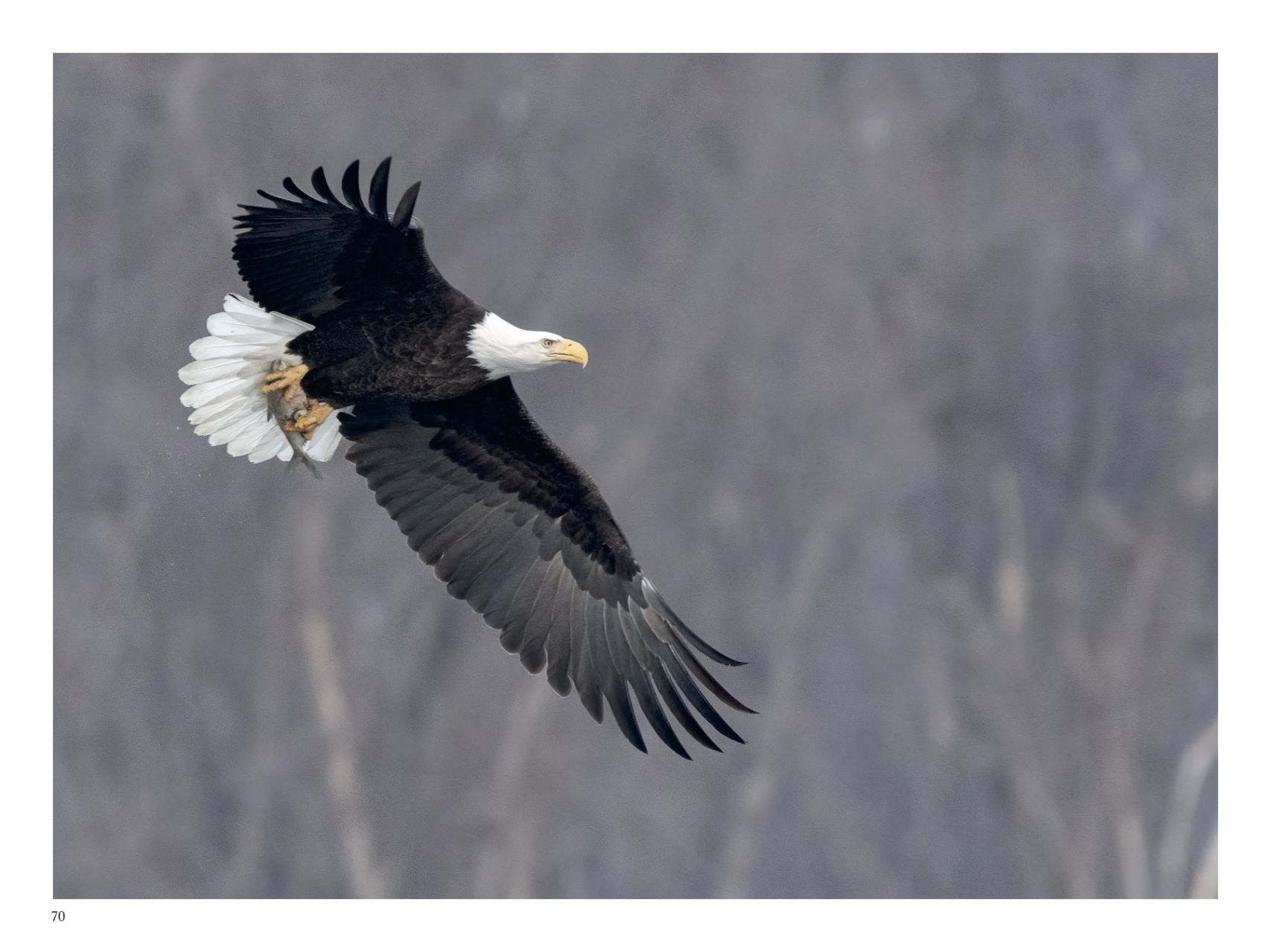 New Book: Eagles of Red Wing - RW Wild Photography